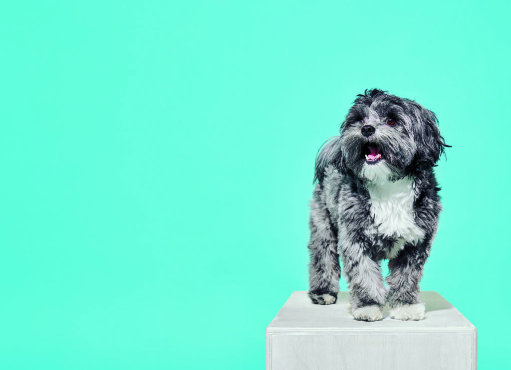 Estas cuatro mascotas volvieron a sus casas - Selecciones